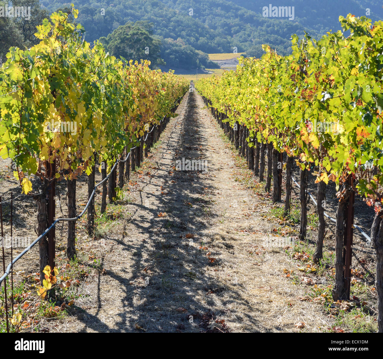 Napa Valley California Vineyard in Fall Autumn Stock Photo - Alamy