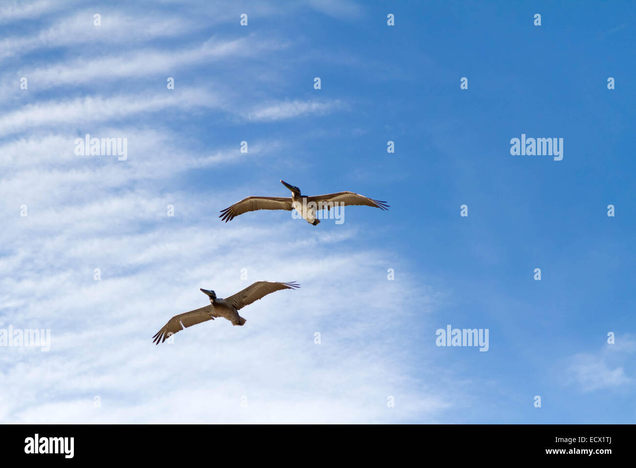 Two pelicans flying together against blue sky and some clouds Stock ...