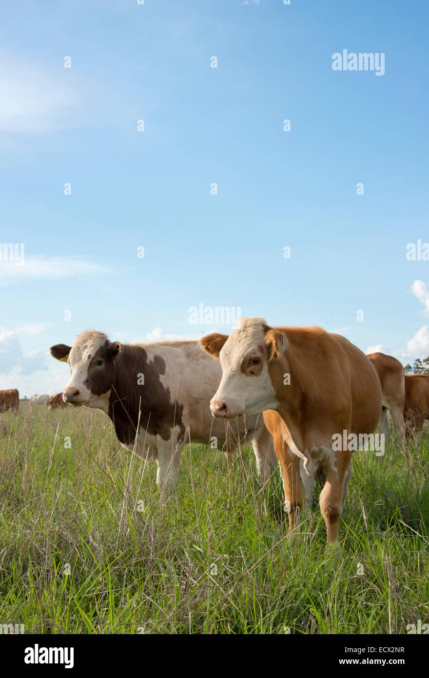 A herd of African Cattle Stock Photo - Alamy