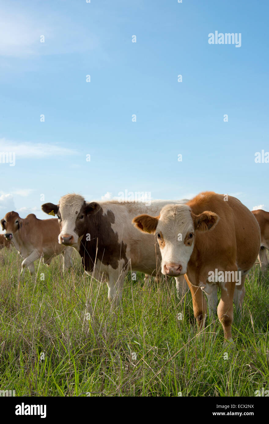 African cattle hi-res stock photography and images - Alamy