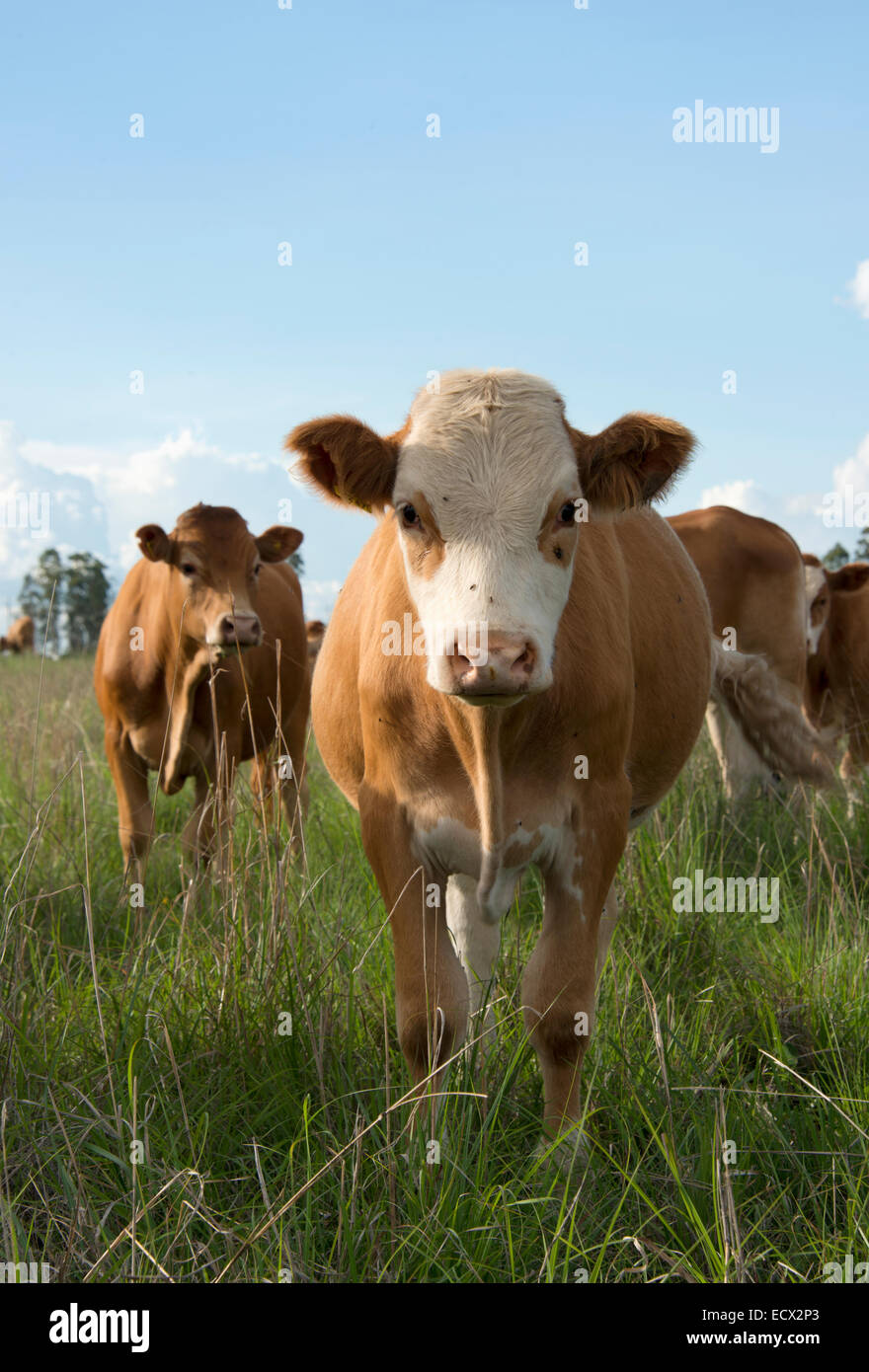 A herd of African Cattle Stock Photo - Alamy
