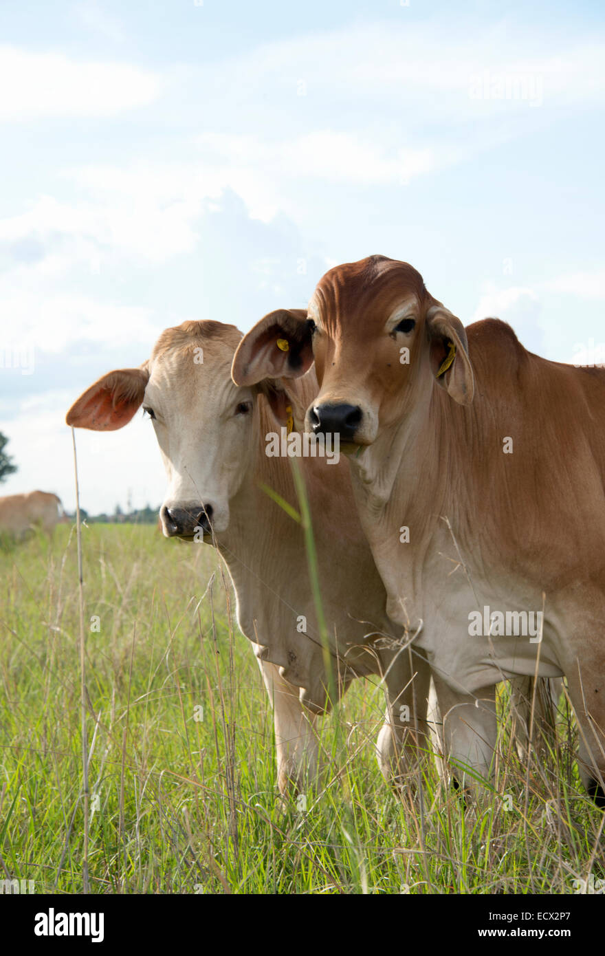 A herd of African Cattle Stock Photo - Alamy