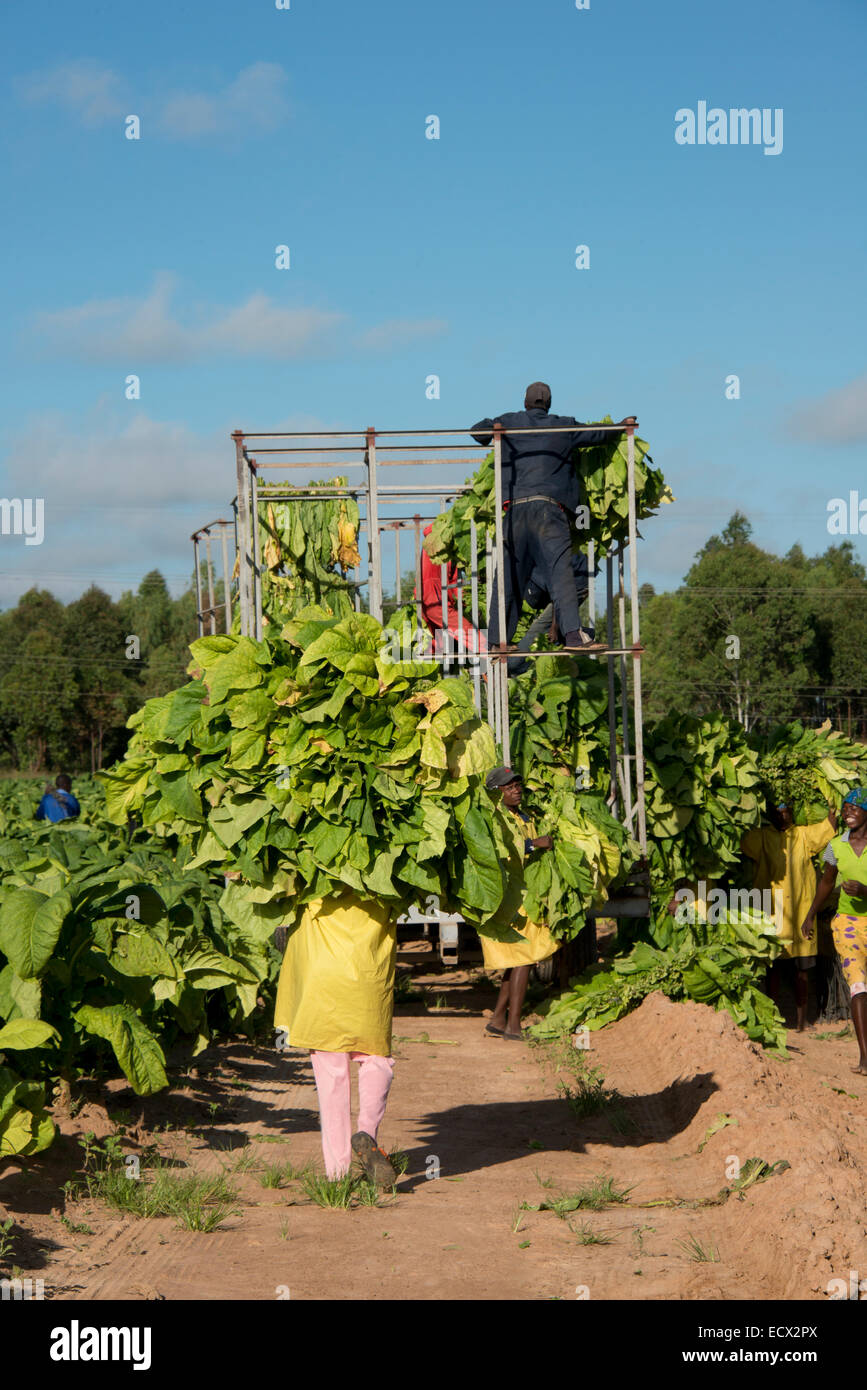 Large scale horticulture hi-res stock photography and images - Alamy
