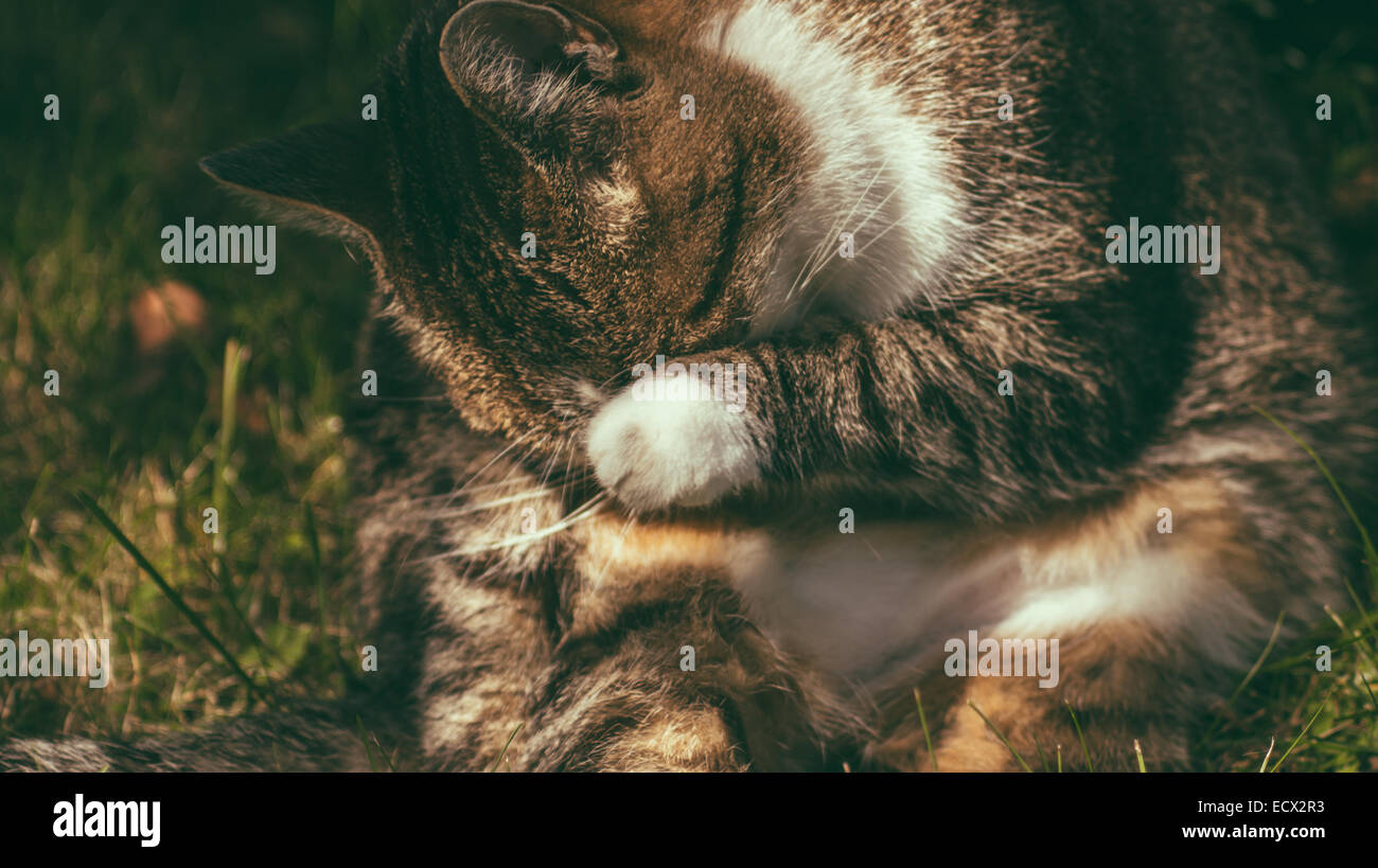 A domestic cat cleaning its face in the sun Stock Photo - Alamy
