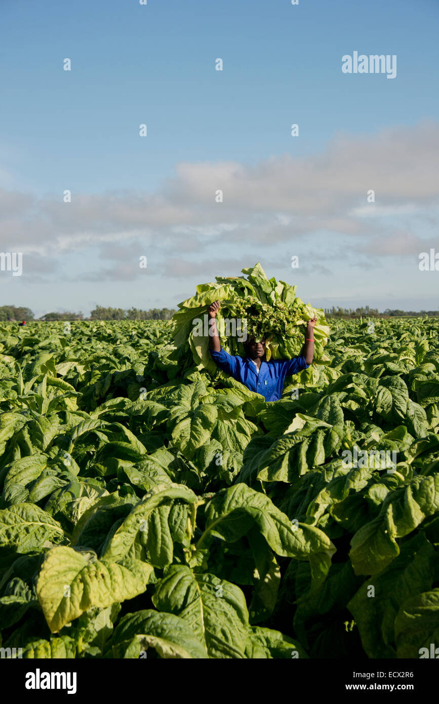 Large scale horticulture hi-res stock photography and images - Alamy