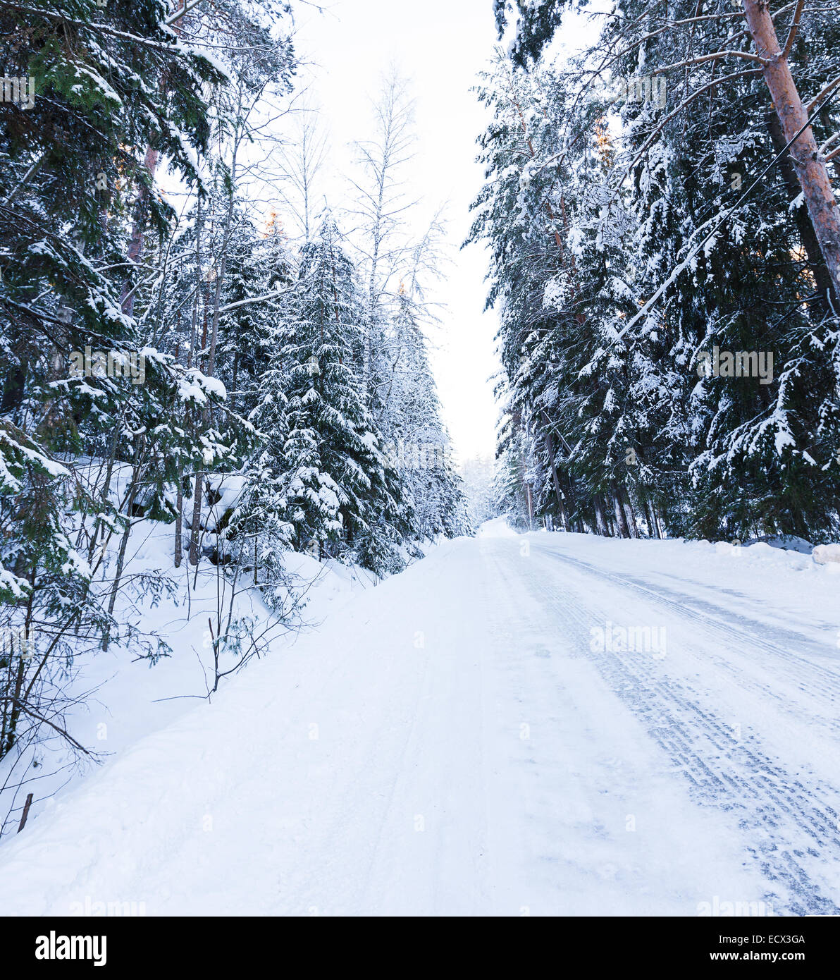 Winter forest in snow and ice Stock Photo - Alamy