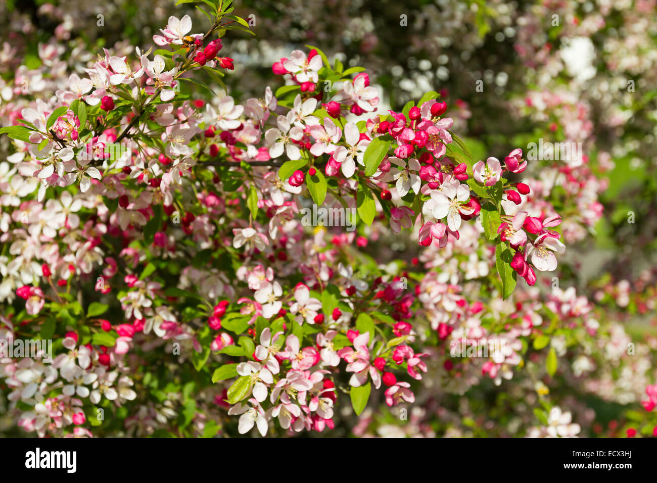 Perfect spring blossom tree Stock Photo - Alamy