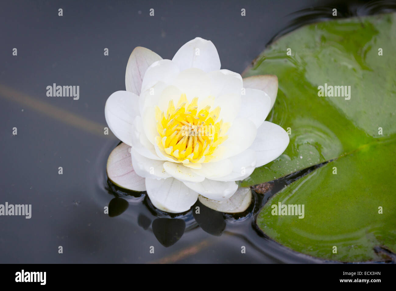 Water lilly in pond hi-res stock photography and images - Alamy