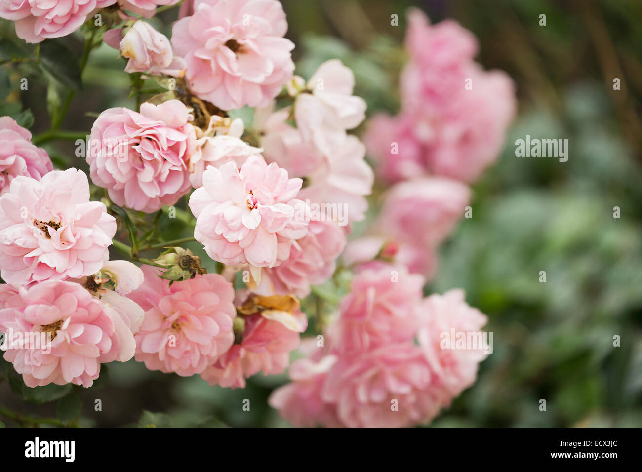 Perfect bush of pink Rose flowers in garden Stock Photo - Alamy