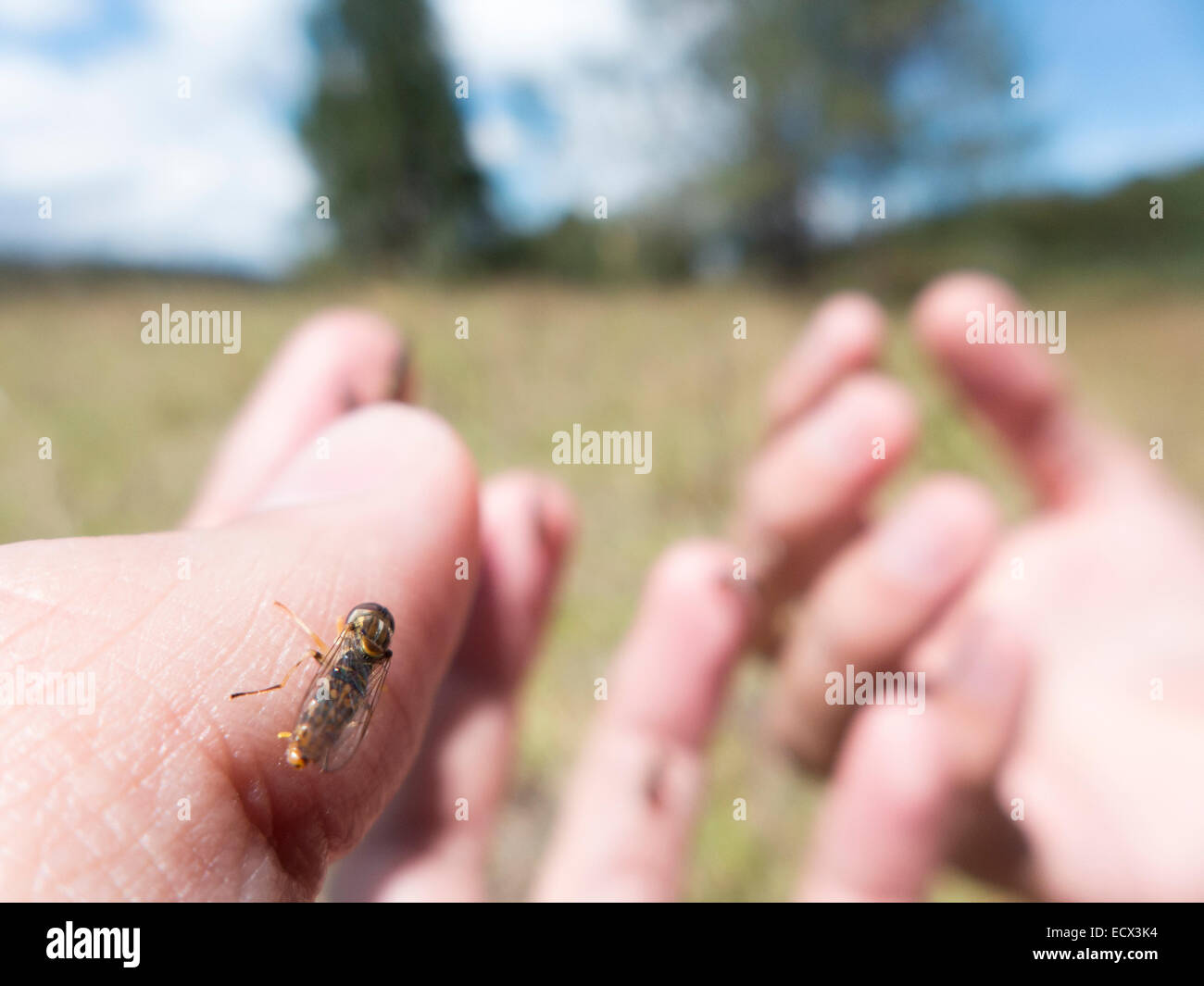 Flies on hands in the countryside Stock Photo - Alamy