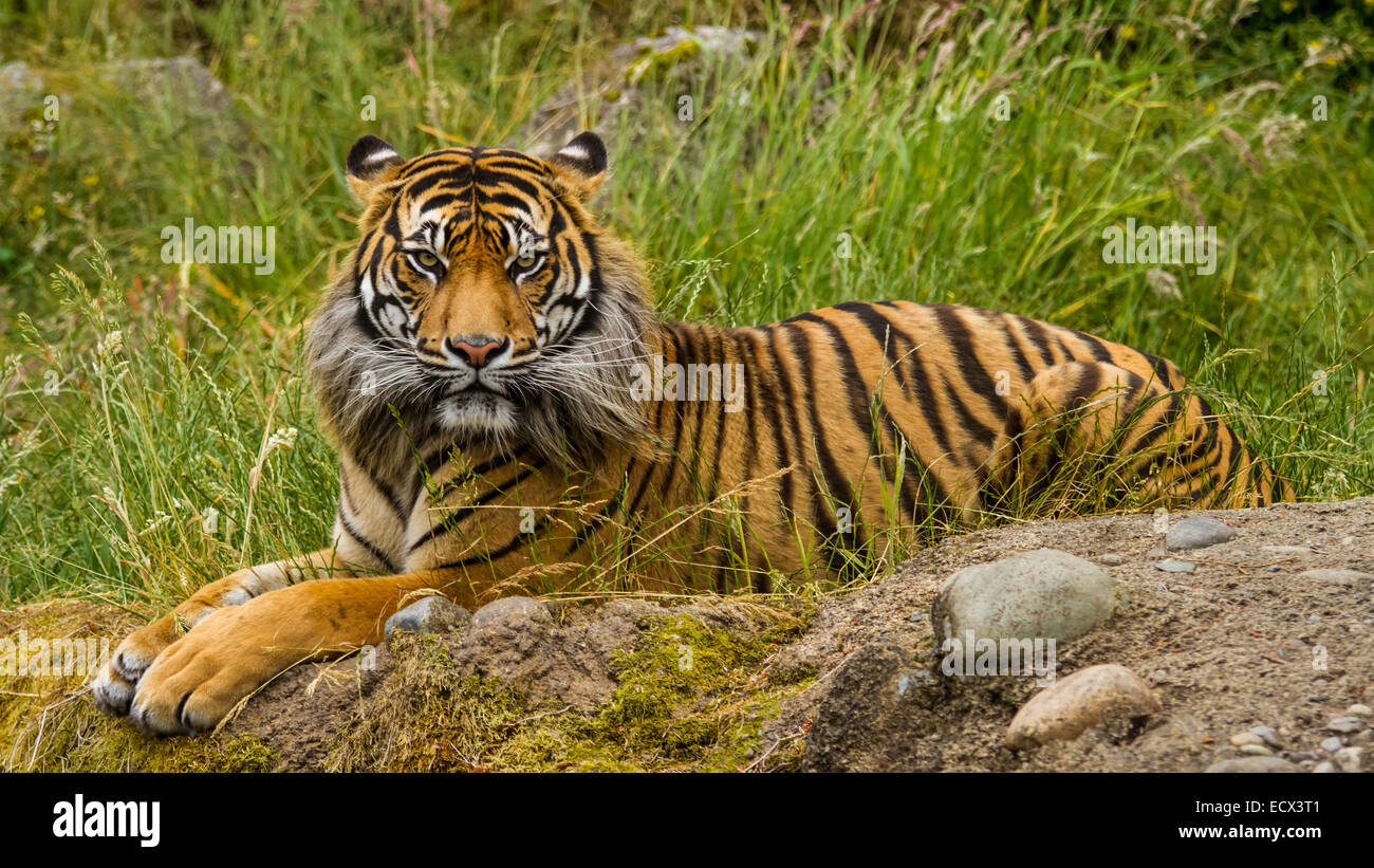 Endangered Sumatran Tiger High Resolution Stock Photography and Images ...