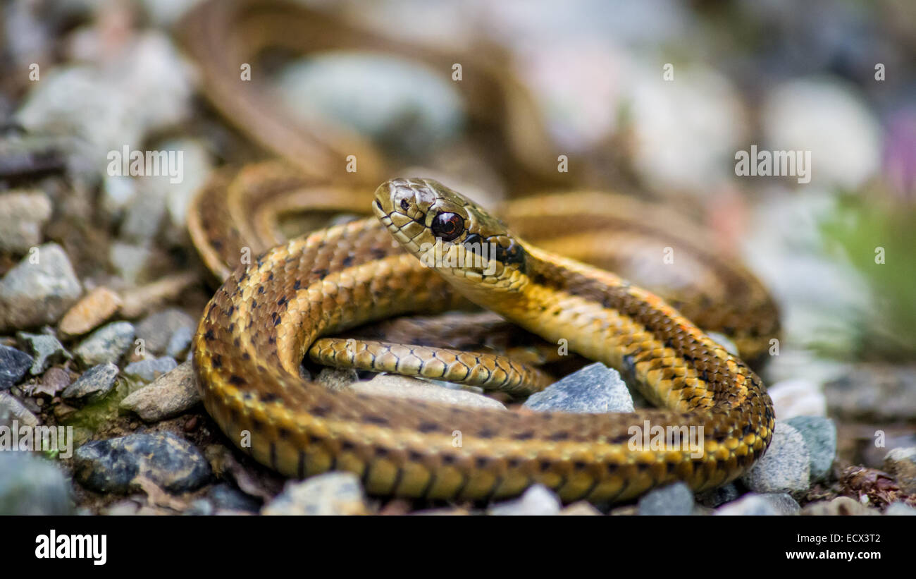 A Garter Snake Smiles for the Camera Stock Photo - Alamy