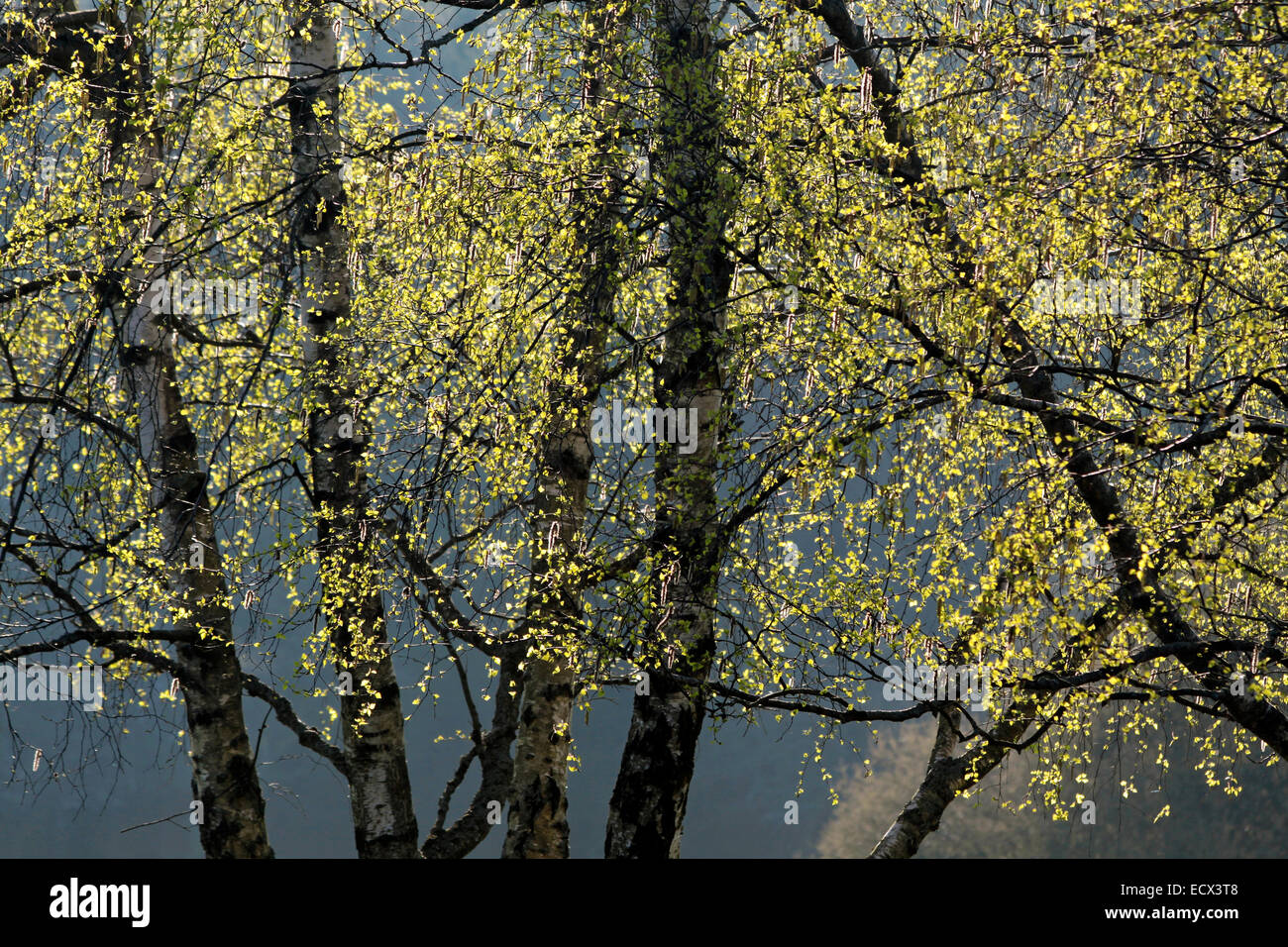 Birch trees in spring time in the Taunus mountains near Engenhahn ...