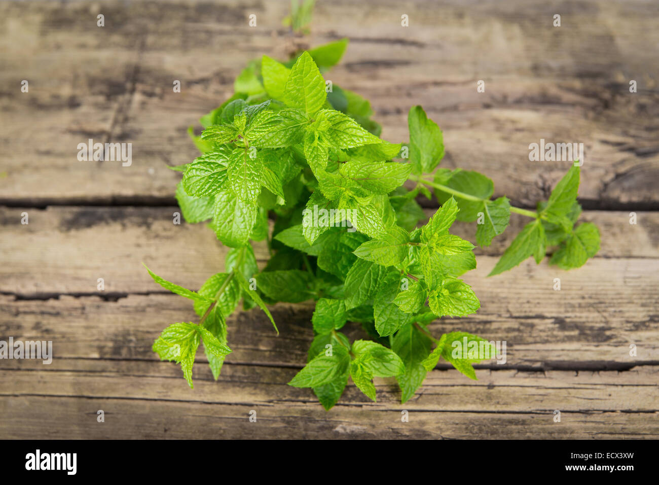 Mint and daisy flower on white background Stock Photo - Alamy