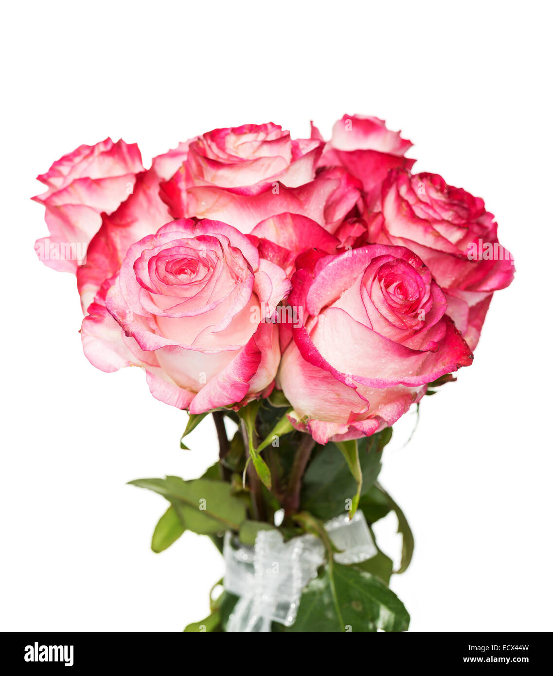 Fresh pink roses on a white background Stock Photo - Alamy