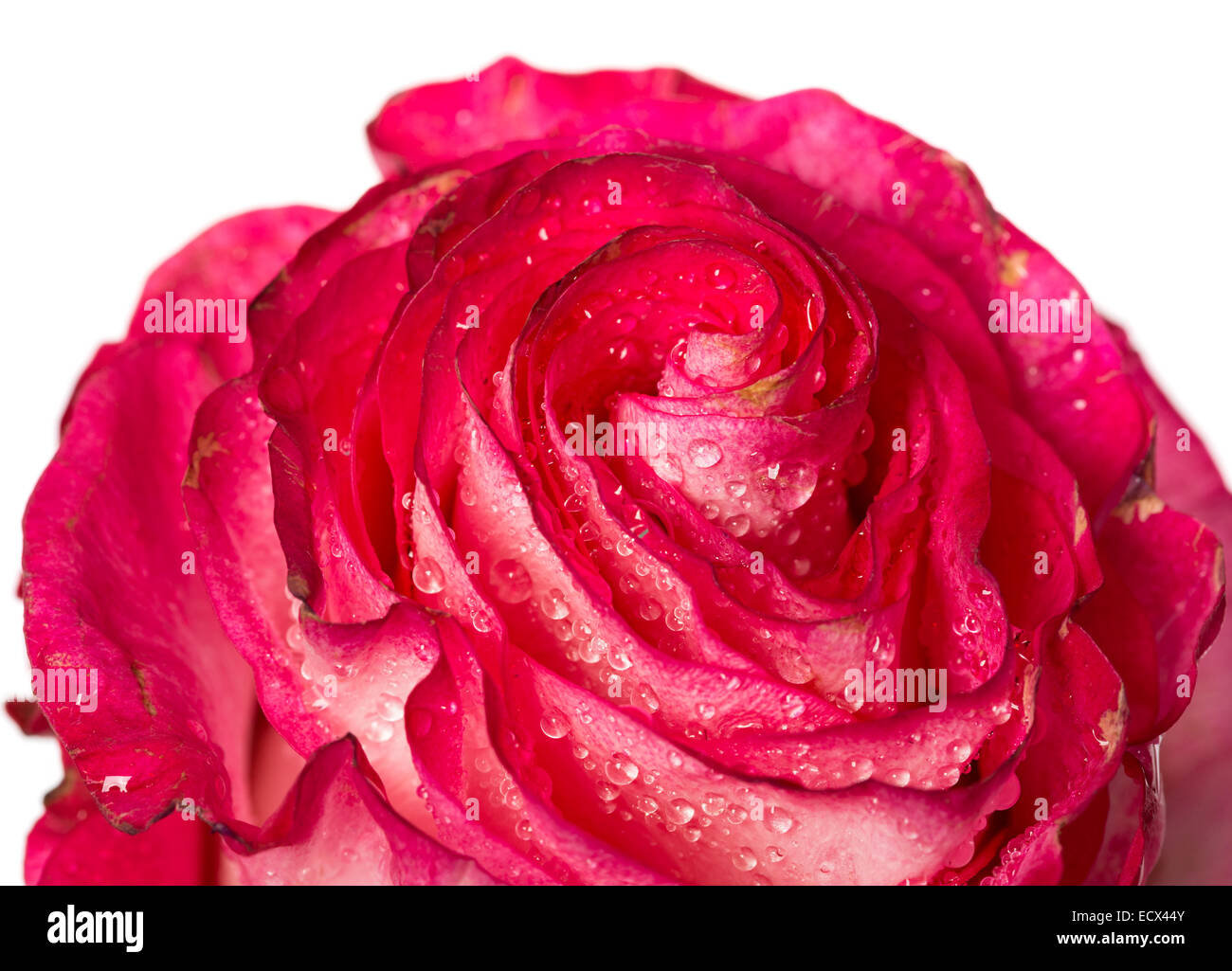 Rose Backgrounds To Celebrate Sunset Celebration Rose | From the ...