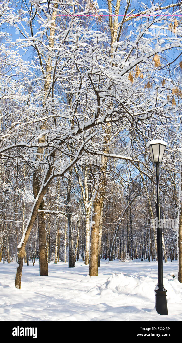 Winter landscape - forest in snow in park and street light in summy day ...