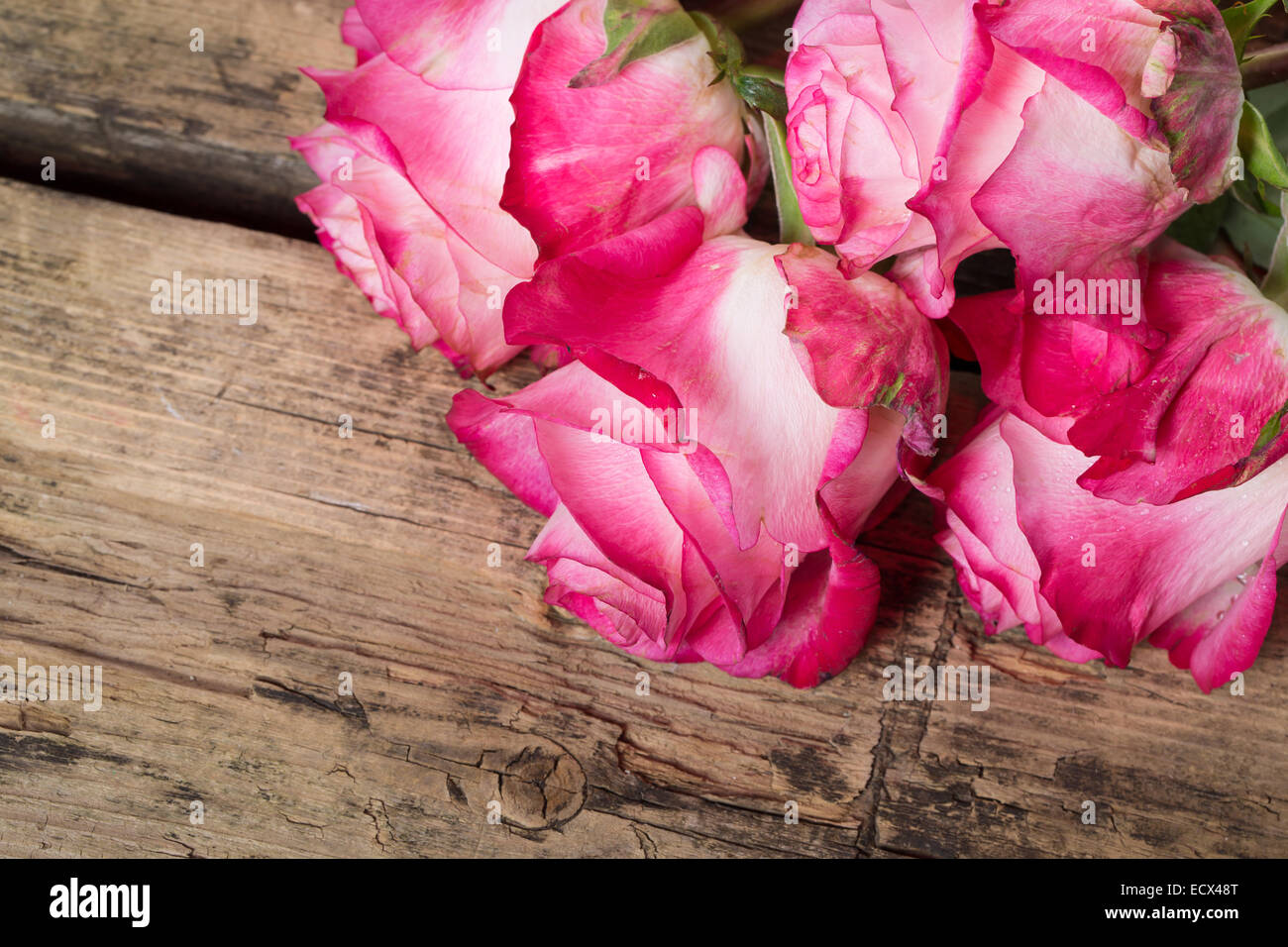 Fresh pink roses on a white background Stock Photo - Alamy