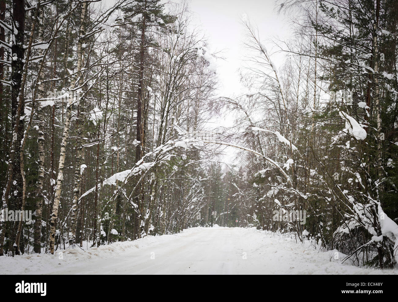 Winter forest in snow and ice Stock Photo - Alamy