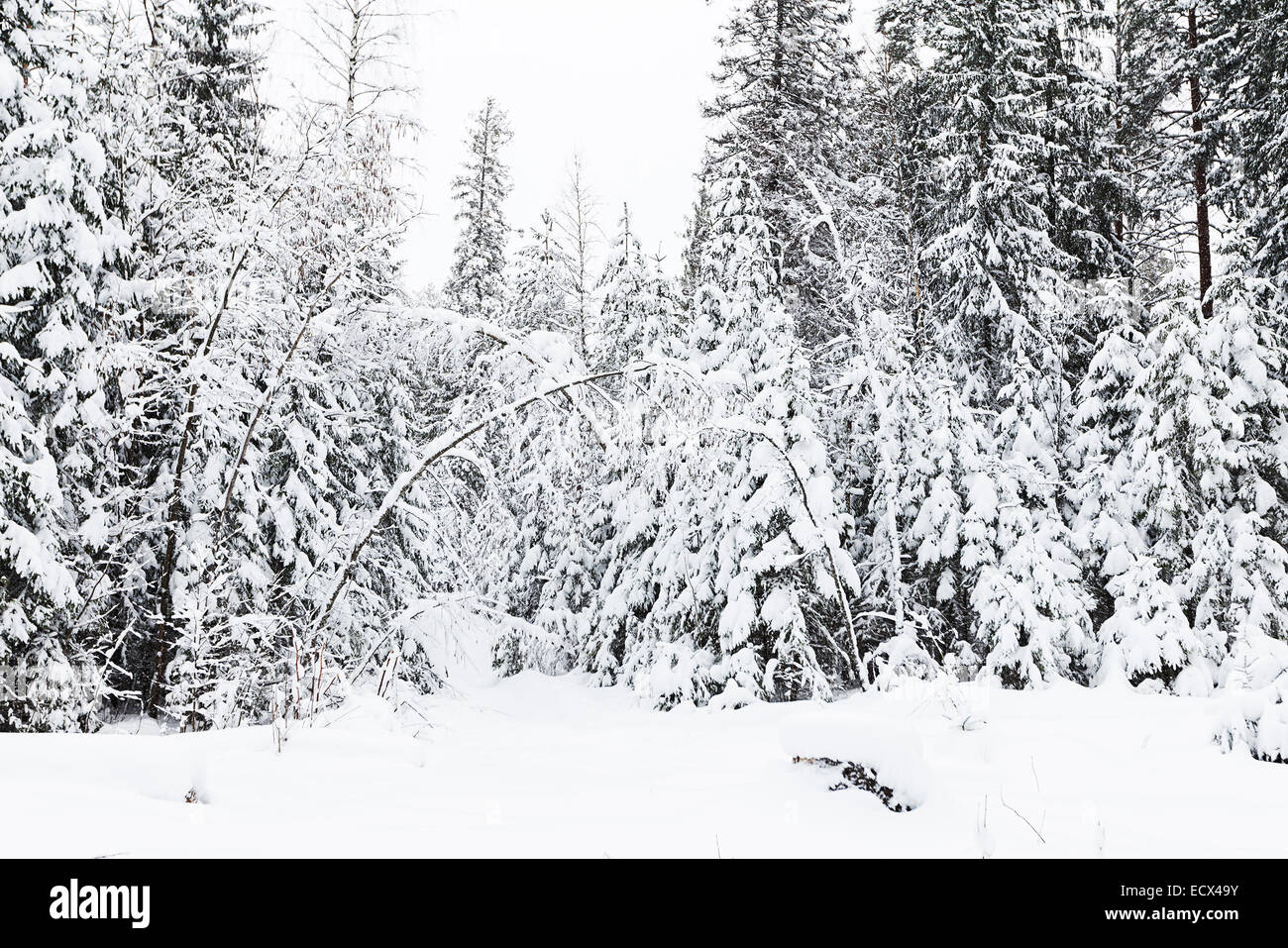 Winter forest in snow and ice Stock Photo - Alamy