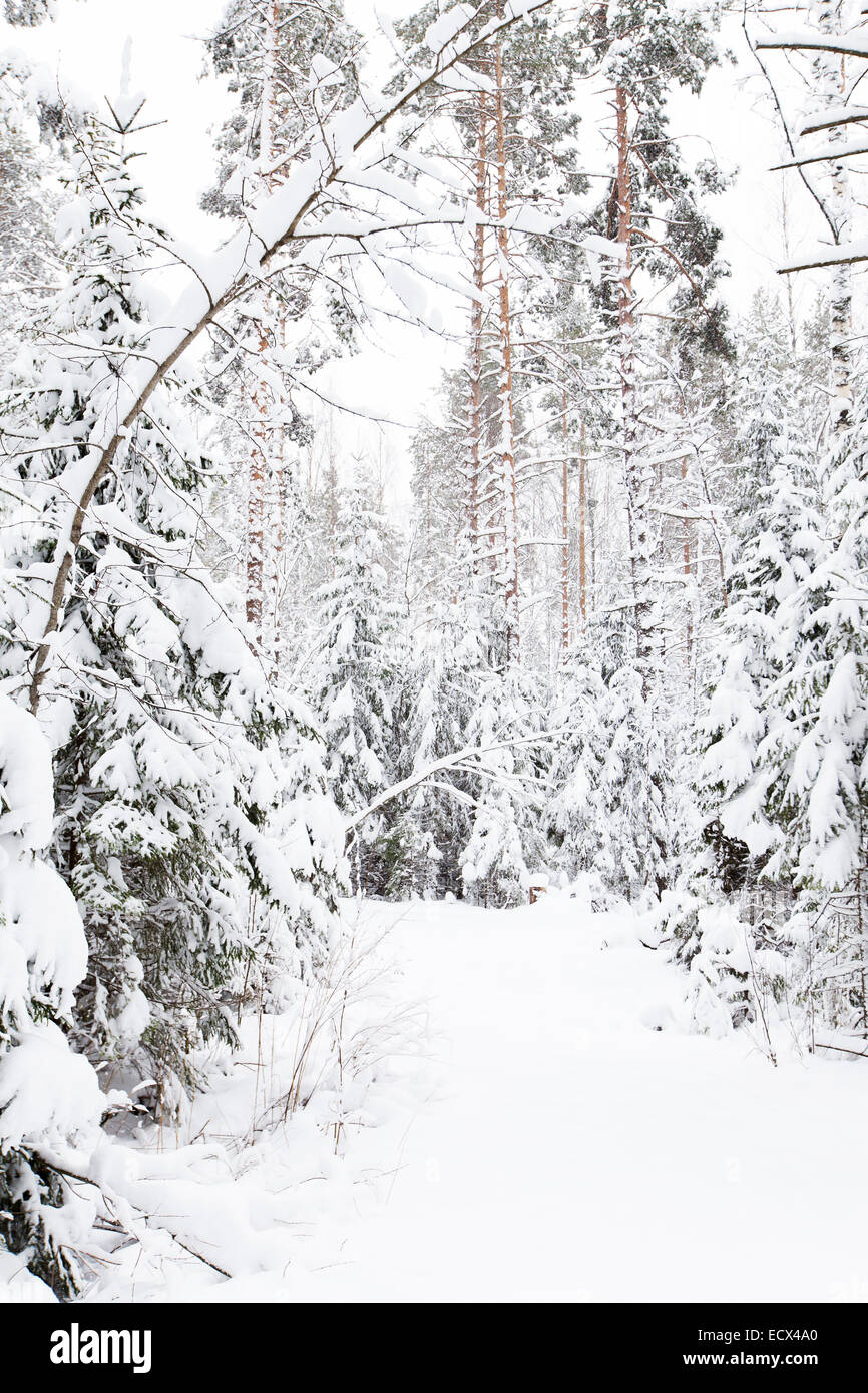 Winter forest in snow and ice Stock Photo - Alamy