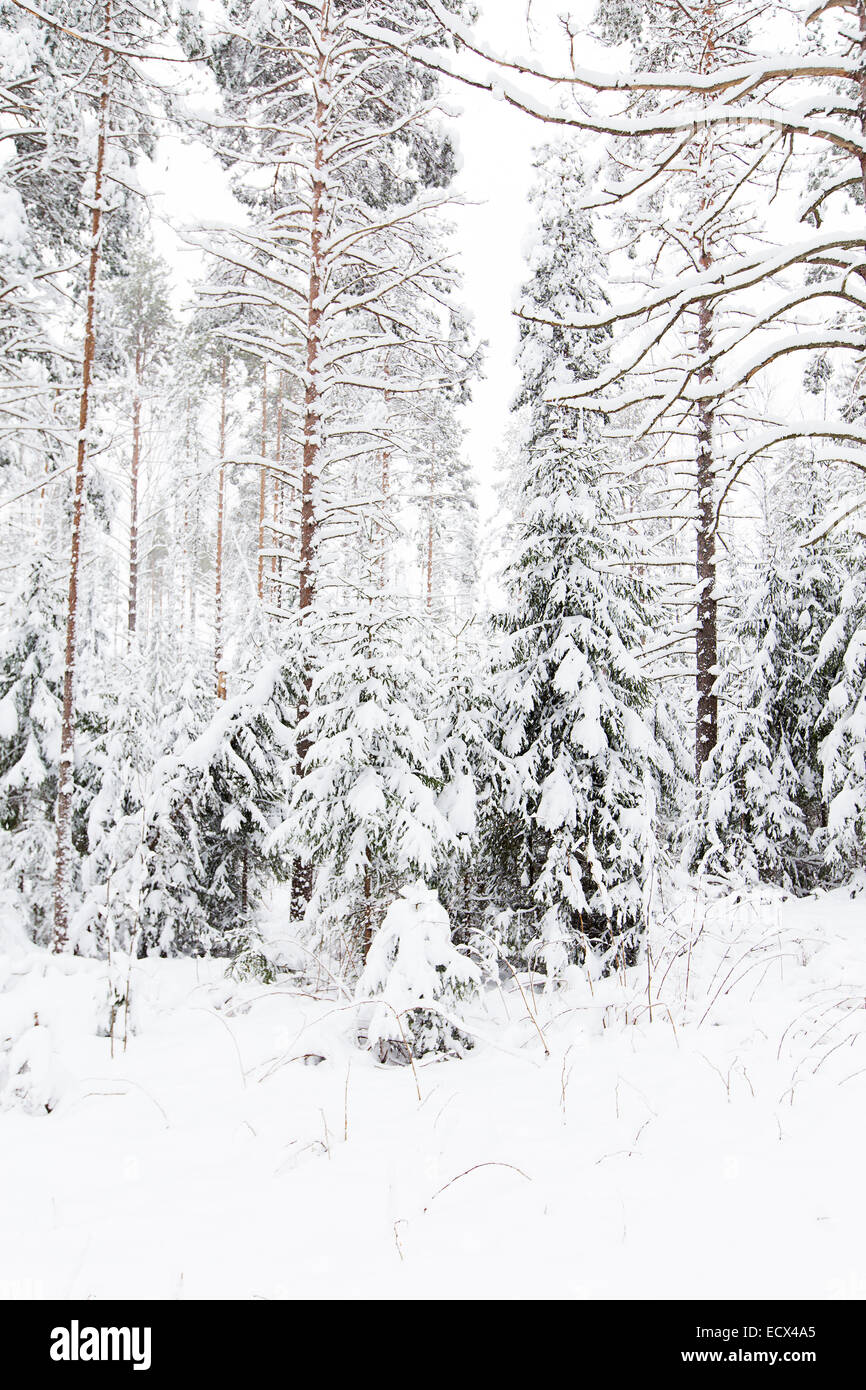Winter forest in snow and ice Stock Photo - Alamy