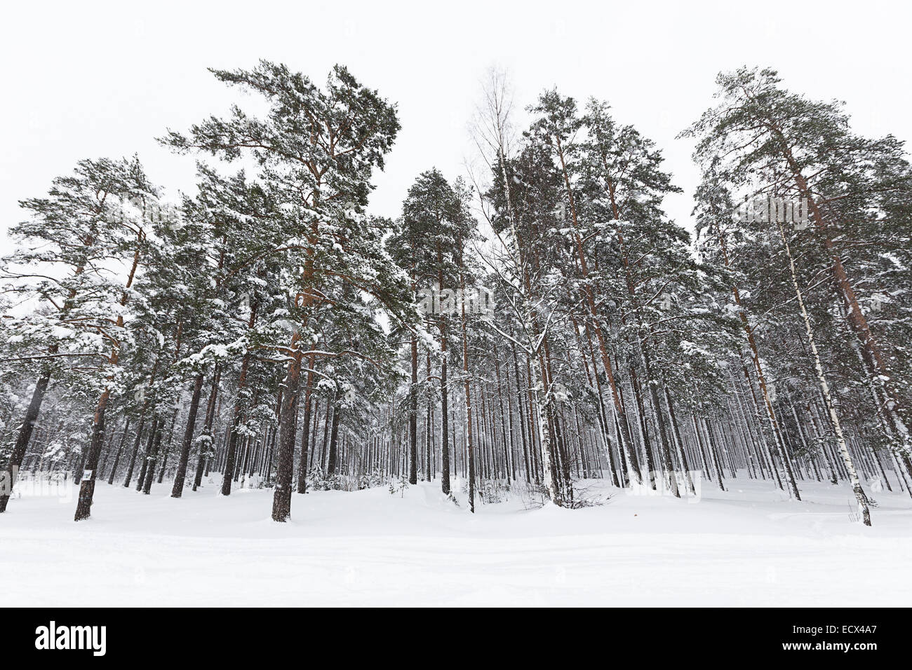 Winter forest in snow and ice Stock Photo - Alamy