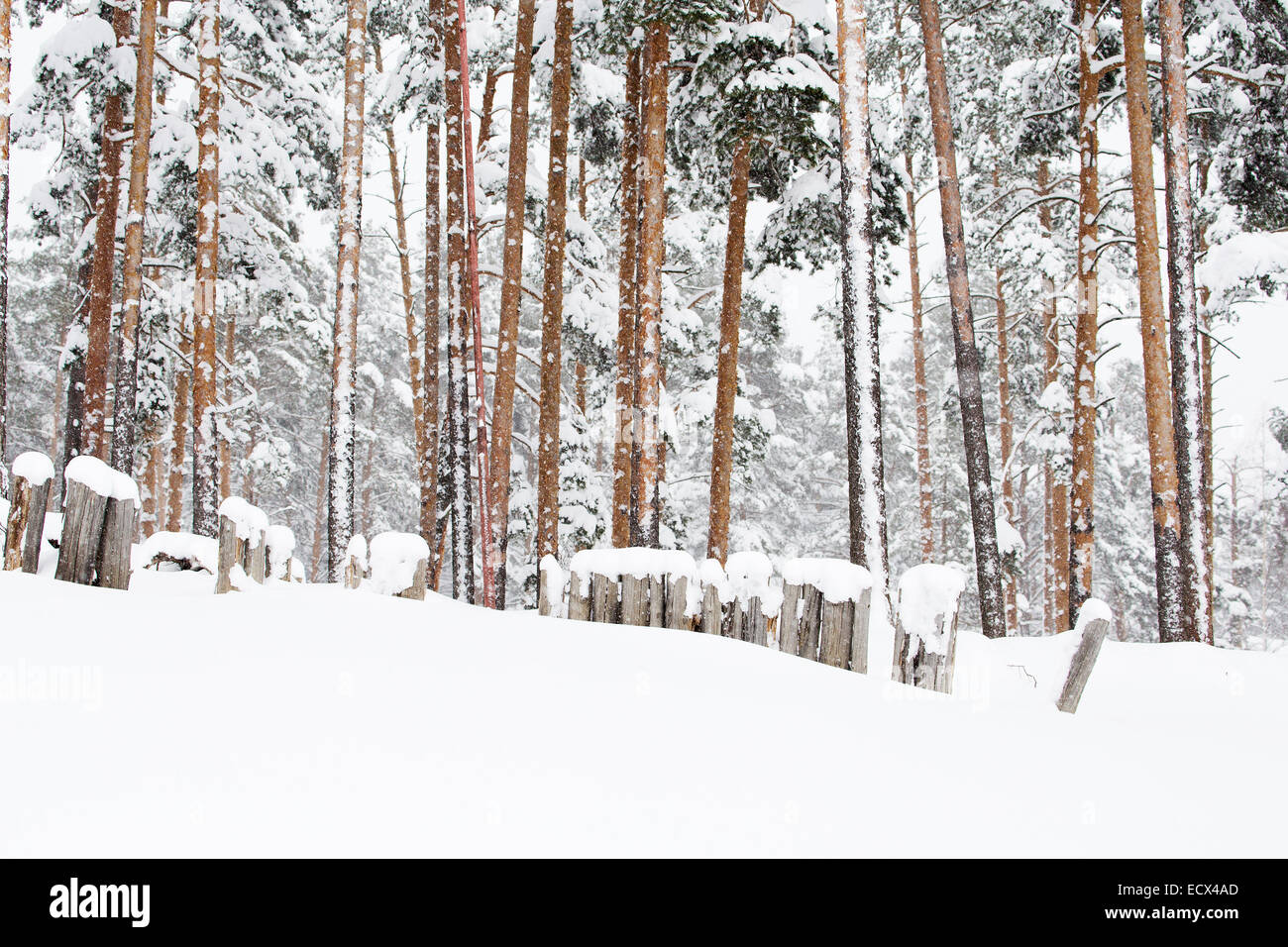 Winter forest in snow and ice Stock Photo - Alamy