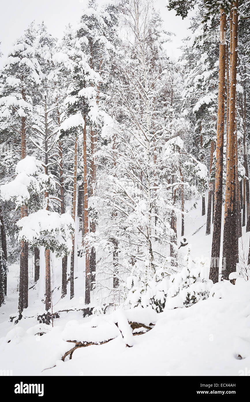 Winter forest in snow and ice Stock Photo - Alamy