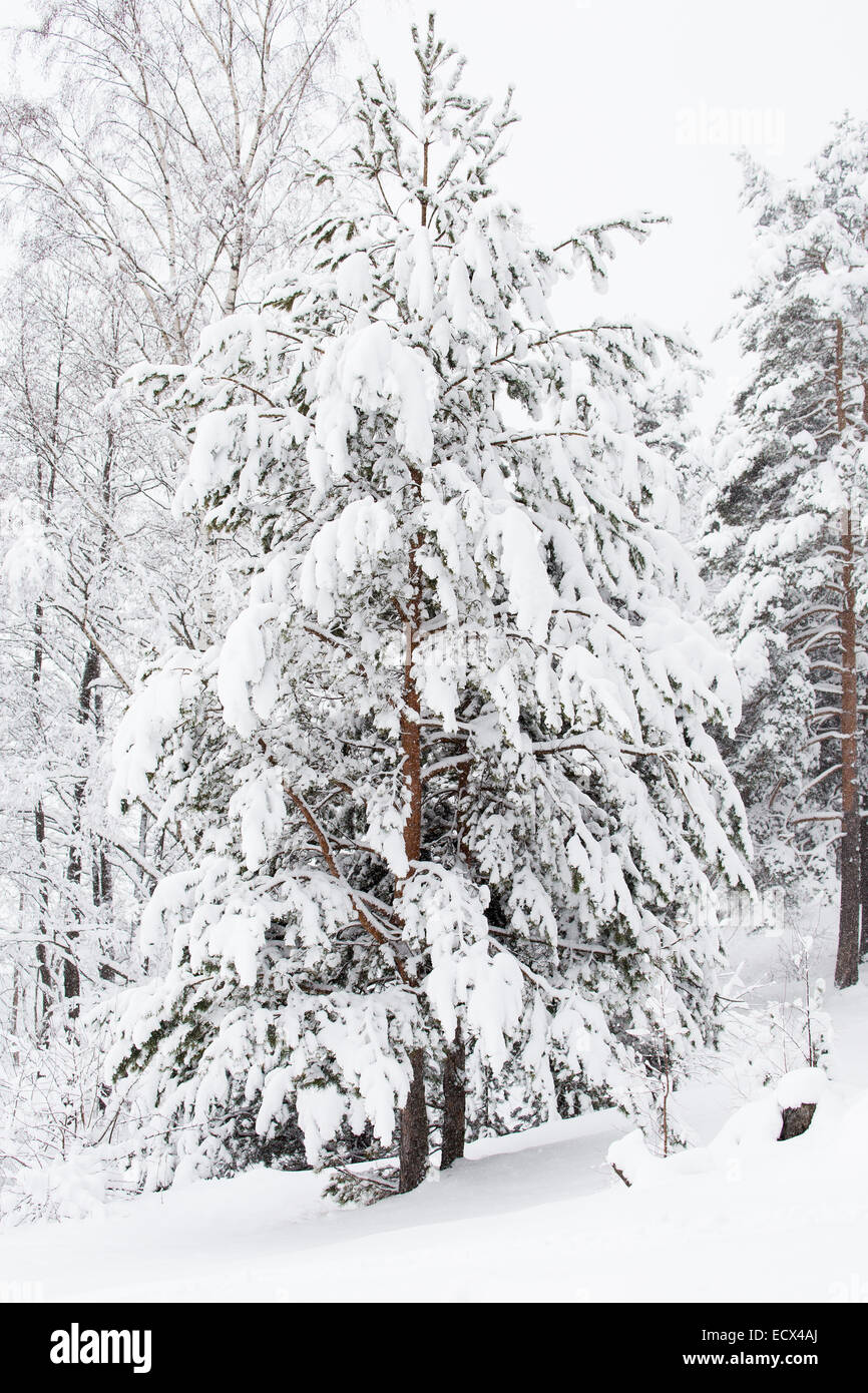 Winter forest in snow and ice Stock Photo - Alamy