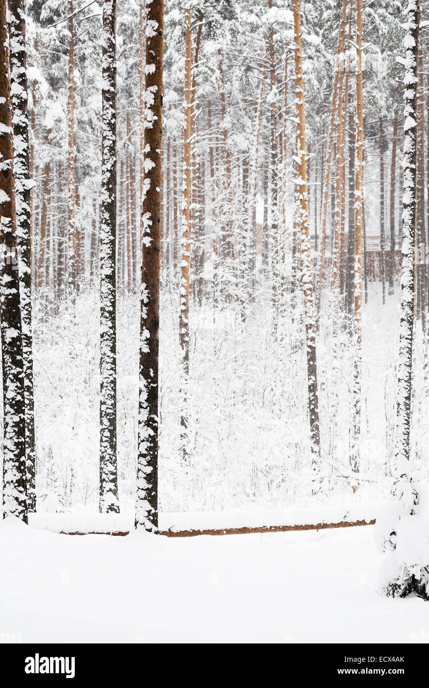 Winter forest in snow and ice Stock Photo - Alamy