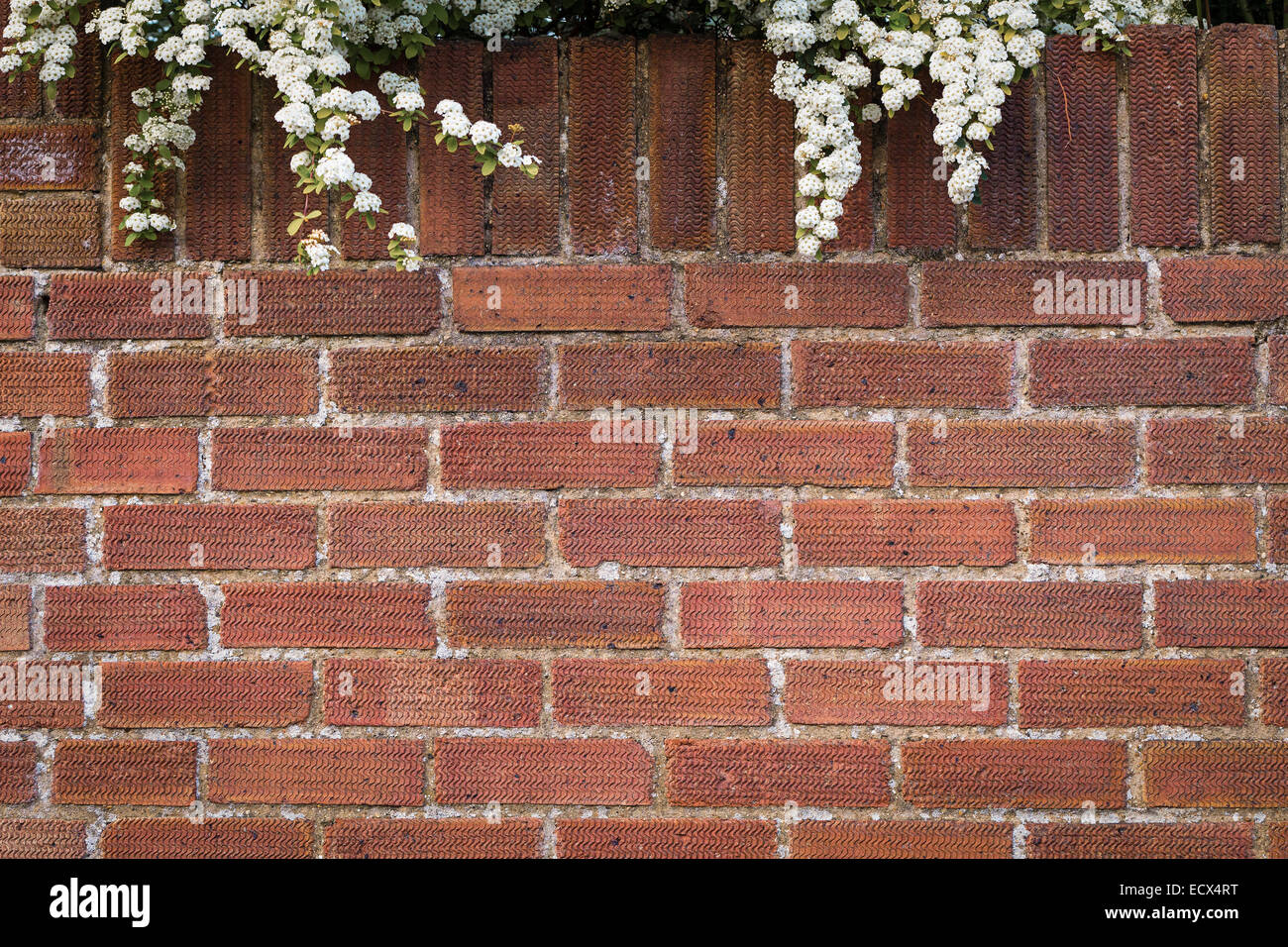 Brick wall background with flowers best background texture close Stock ...