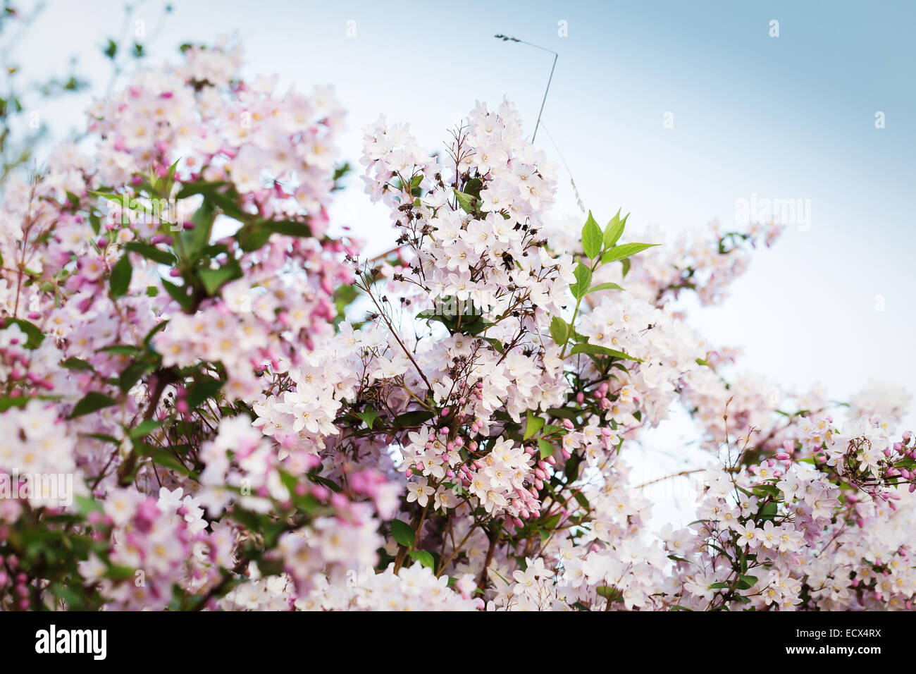 Perfect spring blossom tree Stock Photo - Alamy