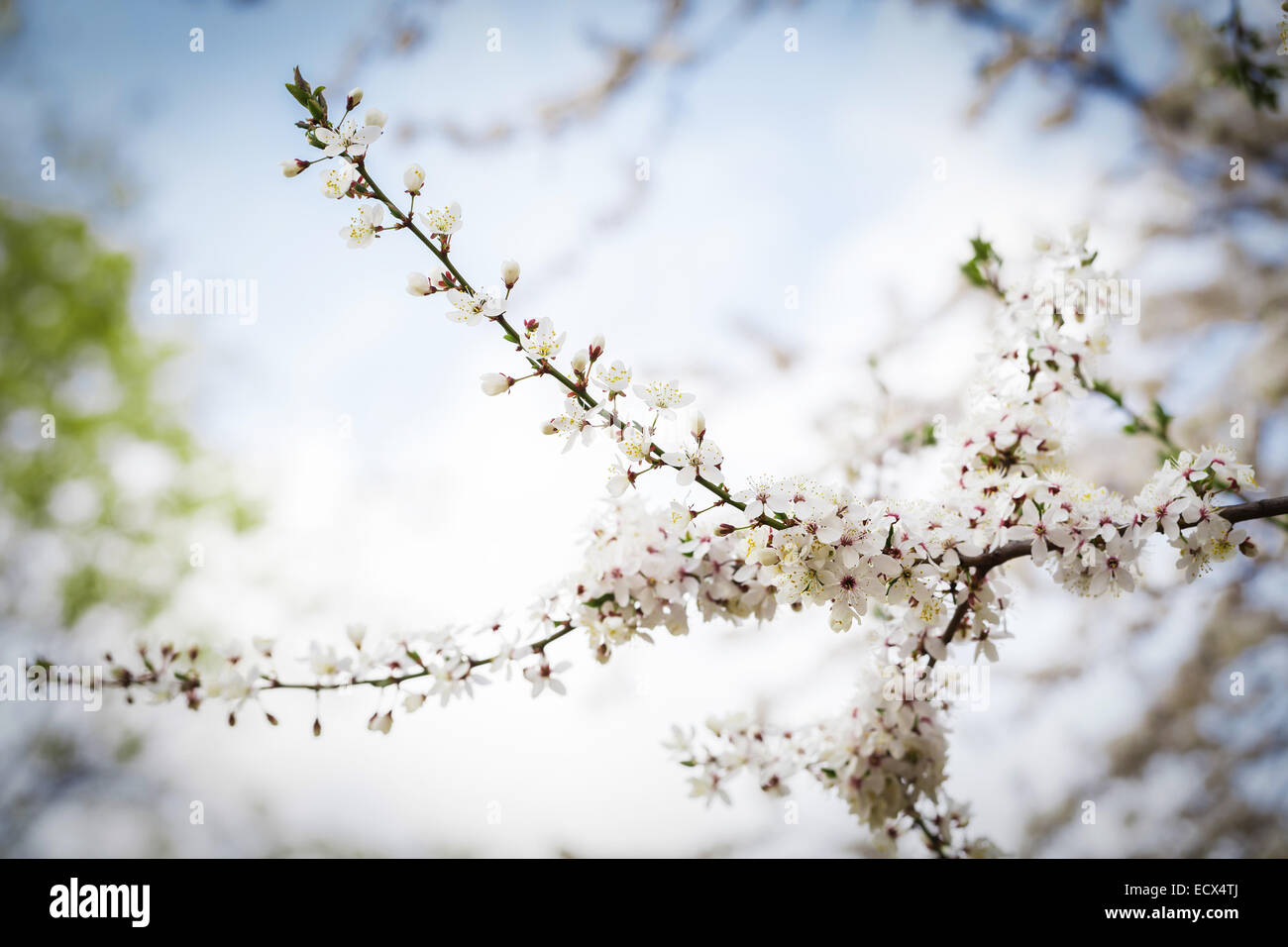 Perfect spring blossom tree Stock Photo - Alamy