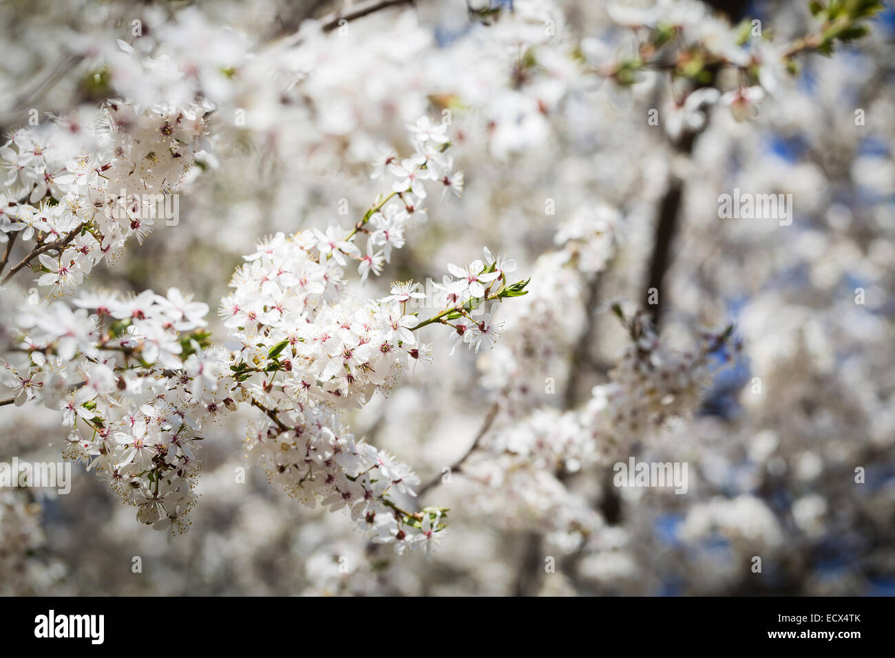 Perfect spring blossom tree Stock Photo - Alamy