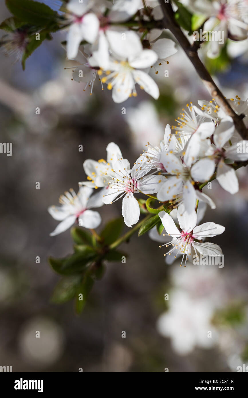Perfect spring blossom tree Stock Photo - Alamy