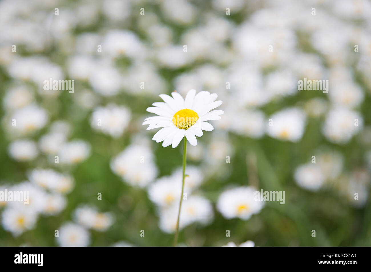 Perfect daisy flower meadow in spring time Stock Photo - Alamy