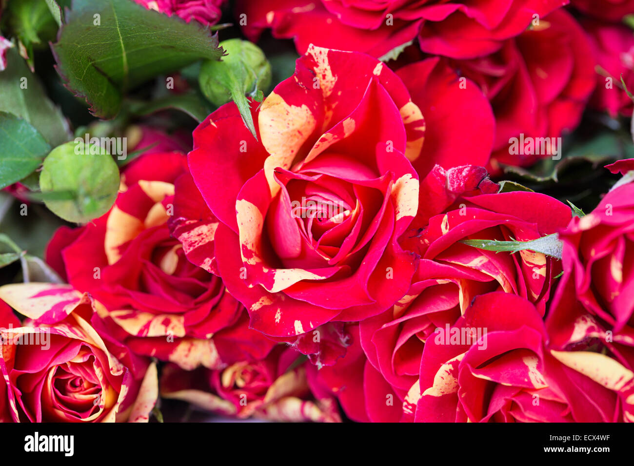 Perfect bushed red roses valentines day background Stock Photo - Alamy