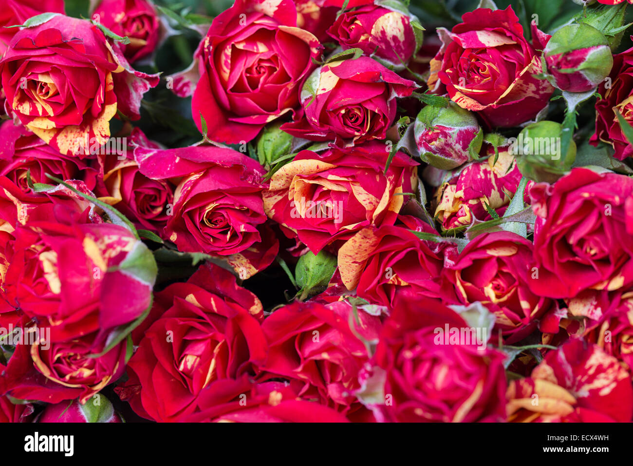Perfect bushed red roses valentines day background Stock Photo - Alamy