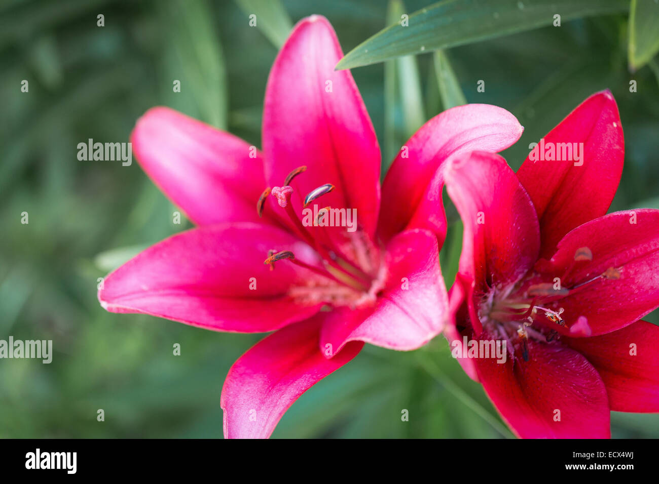 Pink perfect lily flower in the garden Stock Photo - Alamy