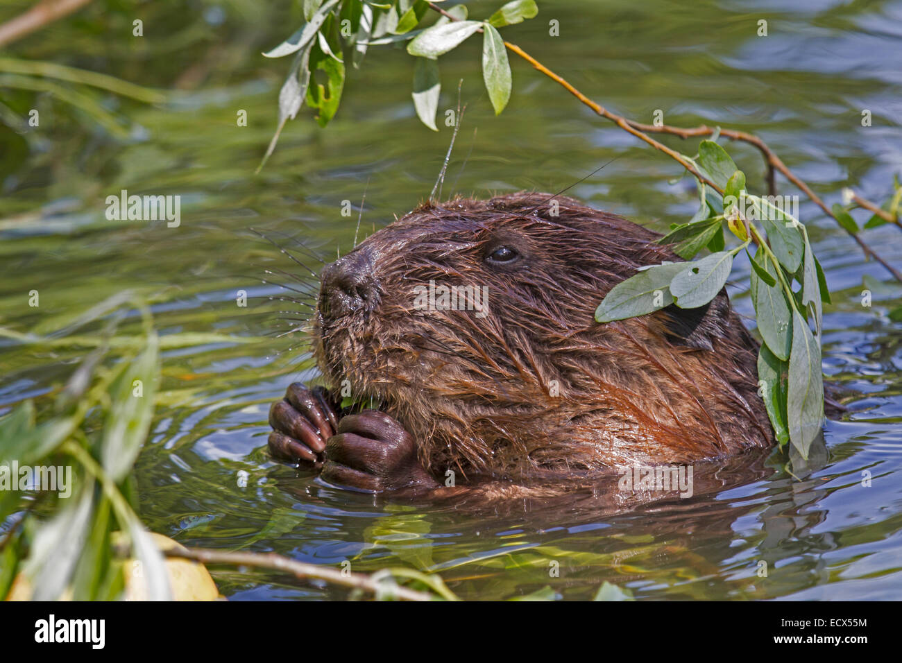 Portrait animal castor hi-res stock photography and images - Alamy