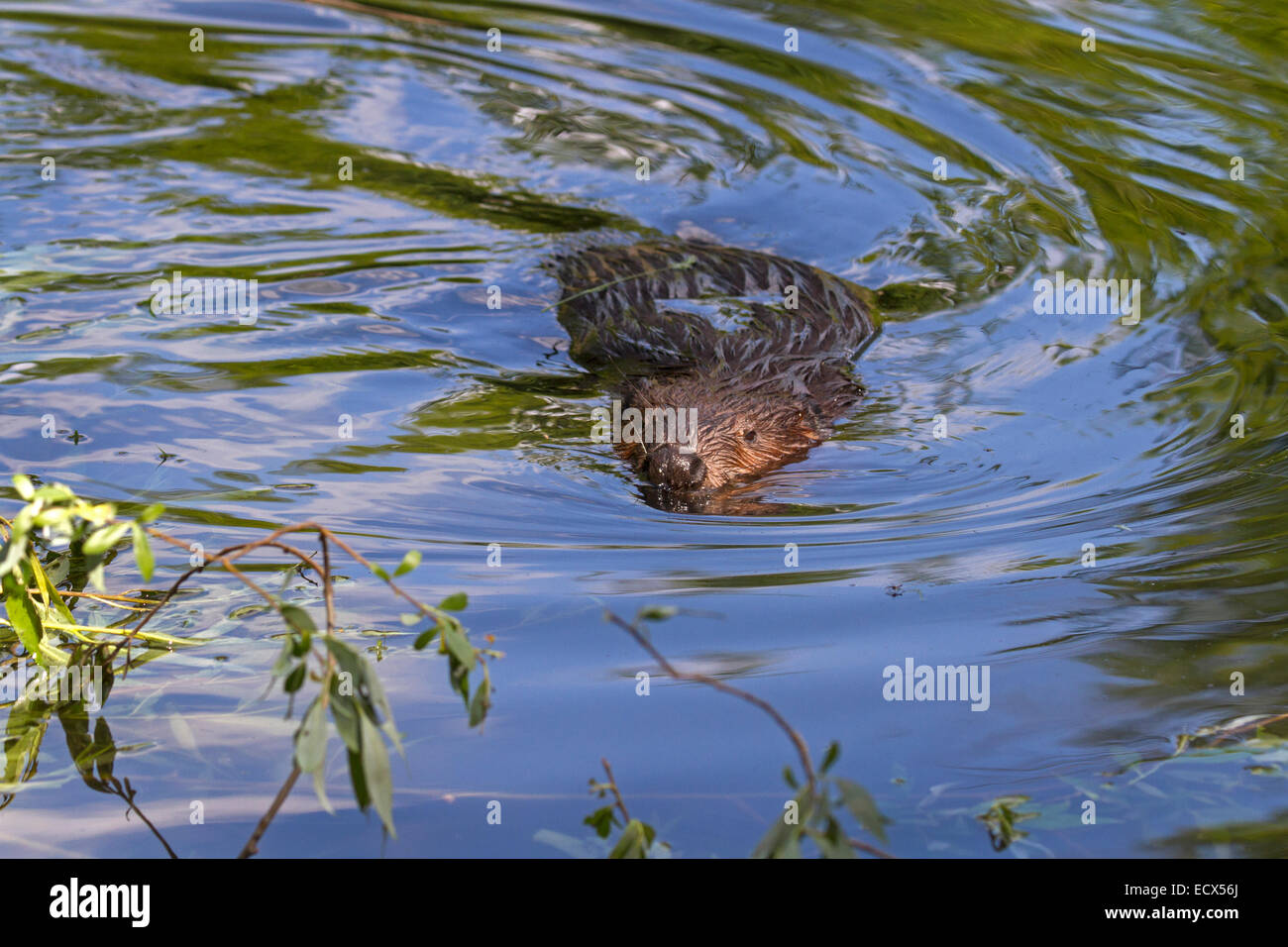 European beaver, Bavaria, Germany, Europe / Castor fiber Stock Photo ...