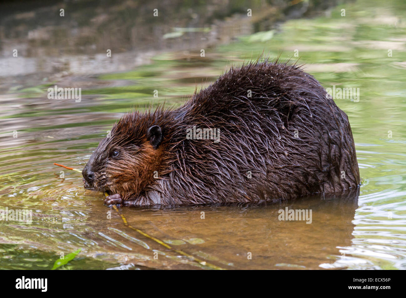 European beaver, Bavaria, Germany, Europe / Castor fiber Stock Photo ...