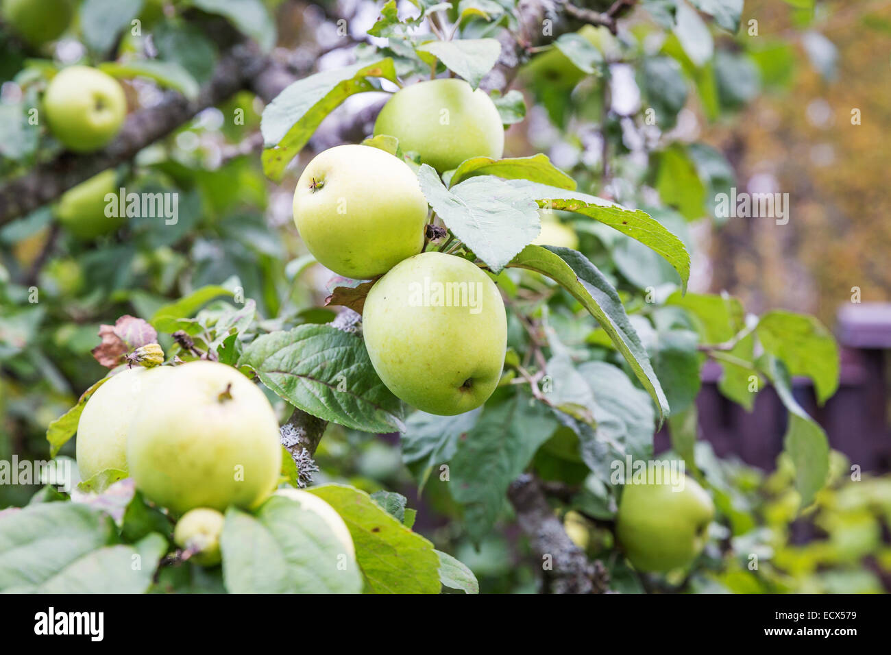 Apple crop outdoors Stock Photo - Alamy