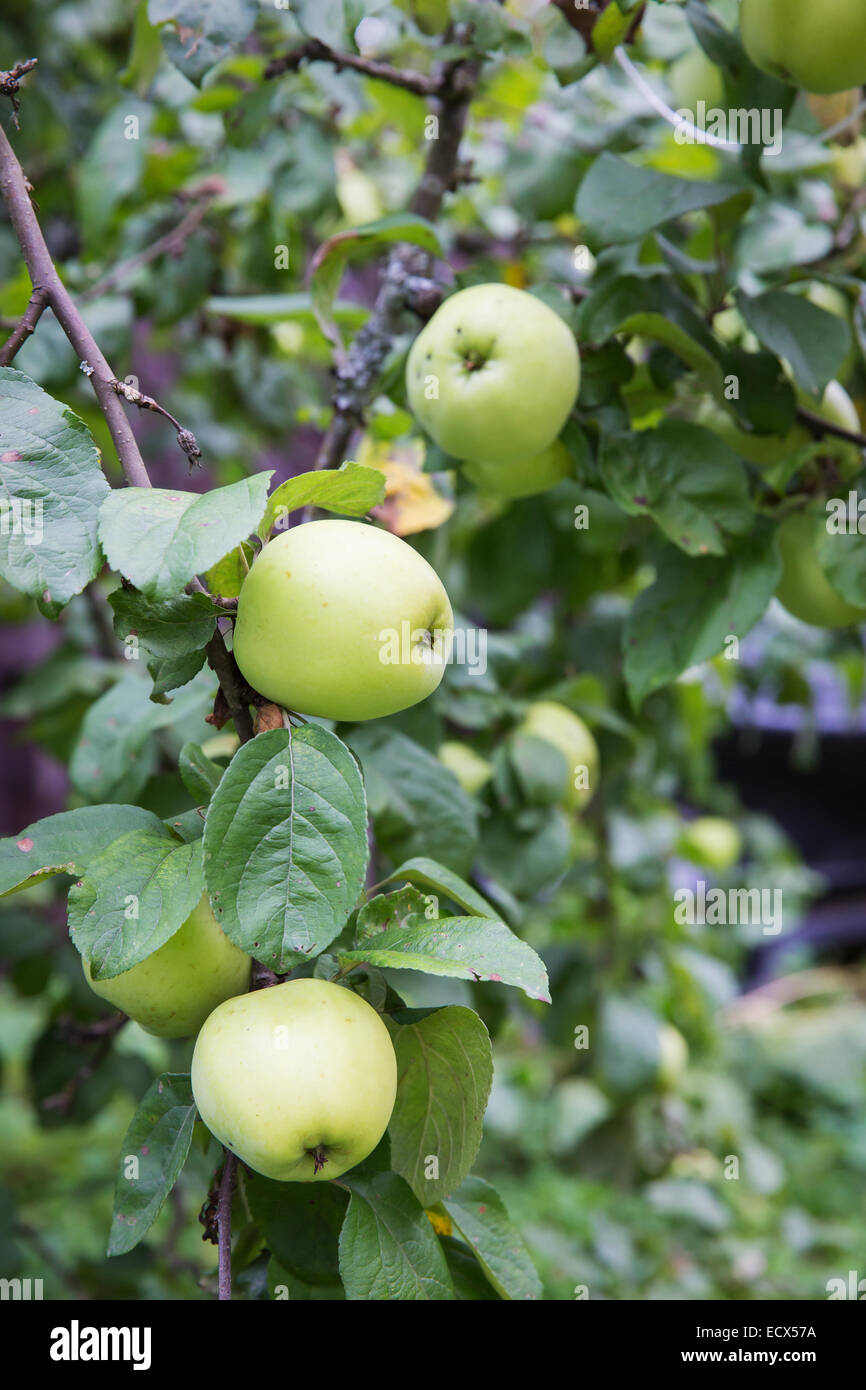 Apple crop outdoors Stock Photo - Alamy