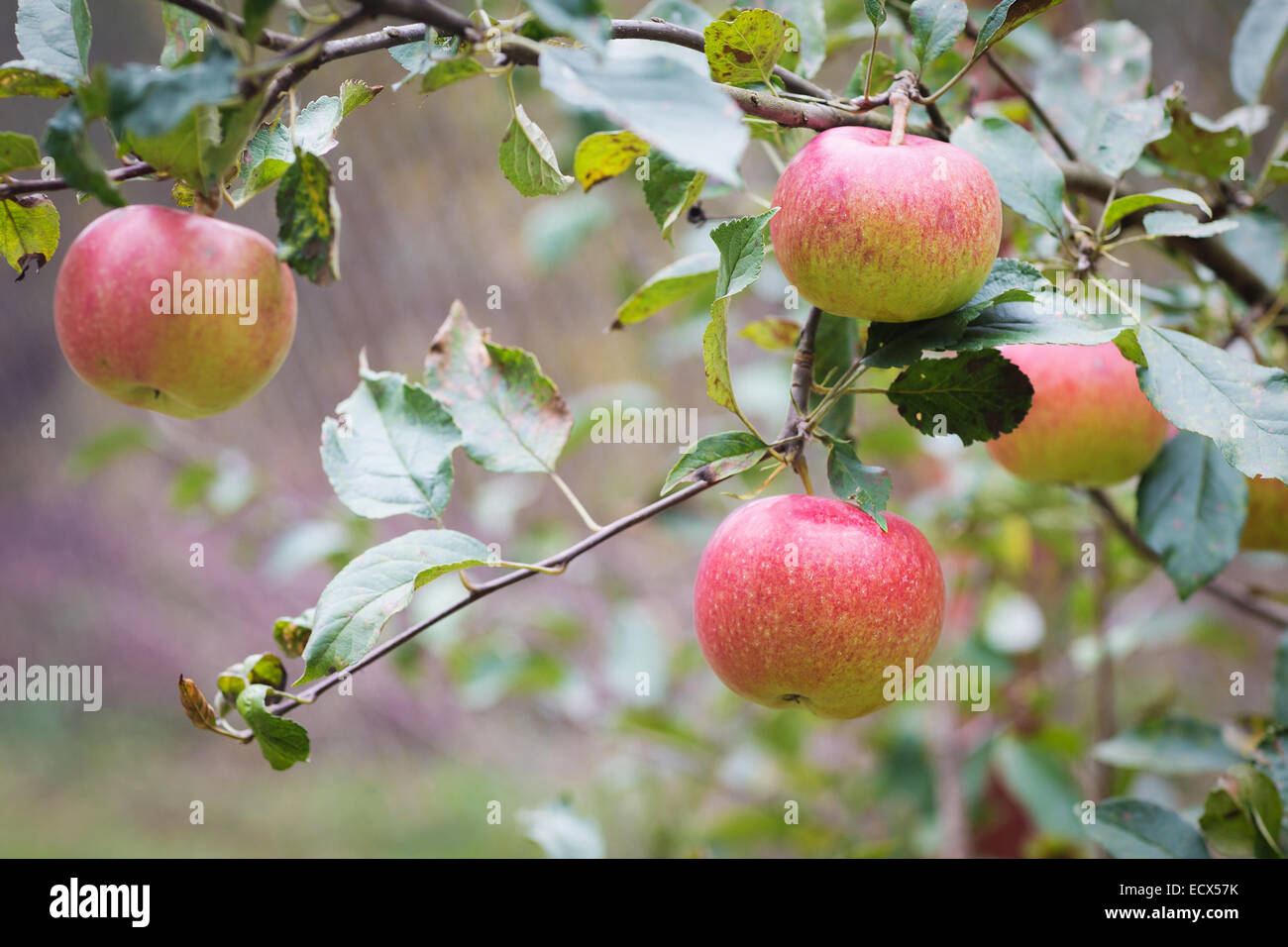 Apple crop outdoors Stock Photo - Alamy