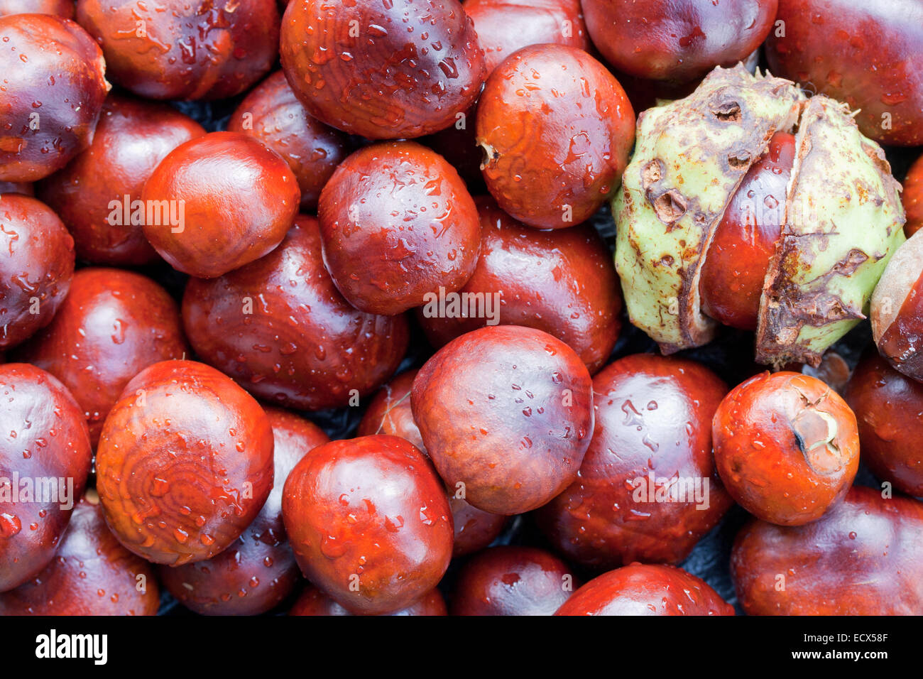 Horse chestnut tree seed hi-res stock photography and images - Alamy