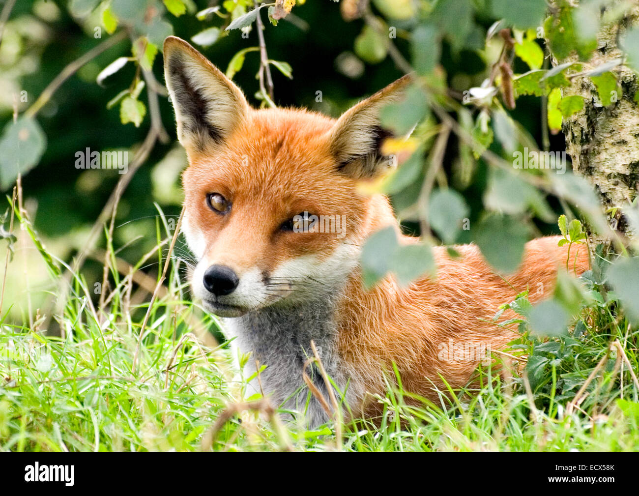 Adult british fox hi-res stock photography and images - Alamy