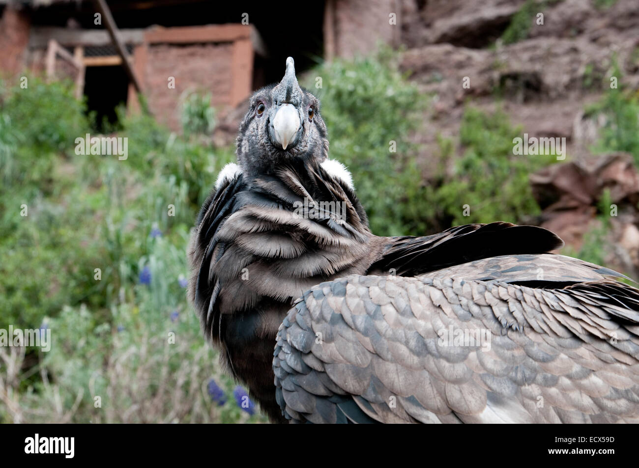 The picture of one of the biggest birds of the world Stock Photo - Alamy