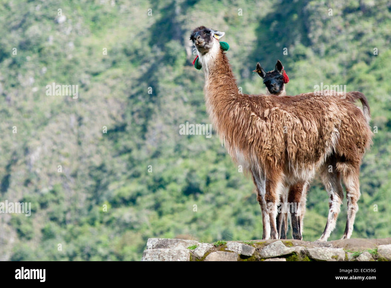 Llama cute baby animal peru ruins hi-res stock photography and images ...